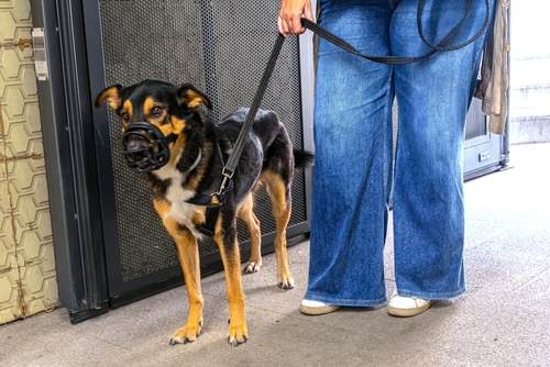 How To Prove A Dog Bite Claim In Dayton Under Ohio Law | Attkisson Law Firm